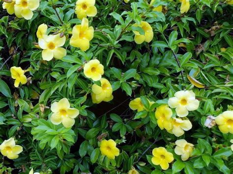 Allamanda Cathartica Wholesale Nursery Nurseries In Melbourne