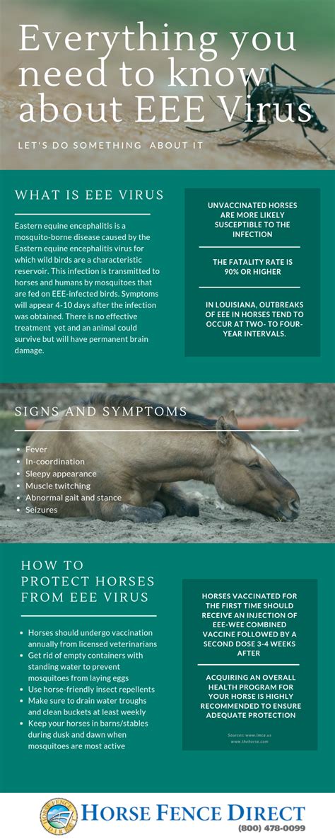 Everything You Need To Know About Eee Virus Infographic Visualistan