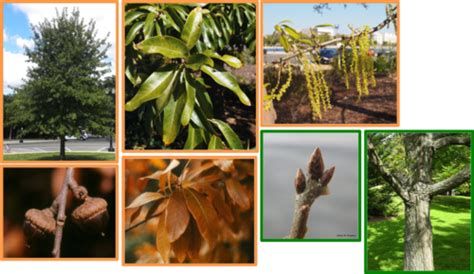 Week 8 And 9 Plant Identification Flashcards Quizlet