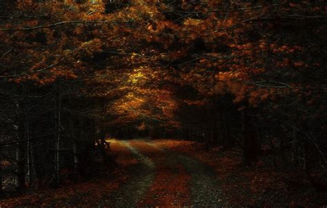 Dark Autumn Forest Wallpapers Top Free Dark Autumn Forest Backgrounds