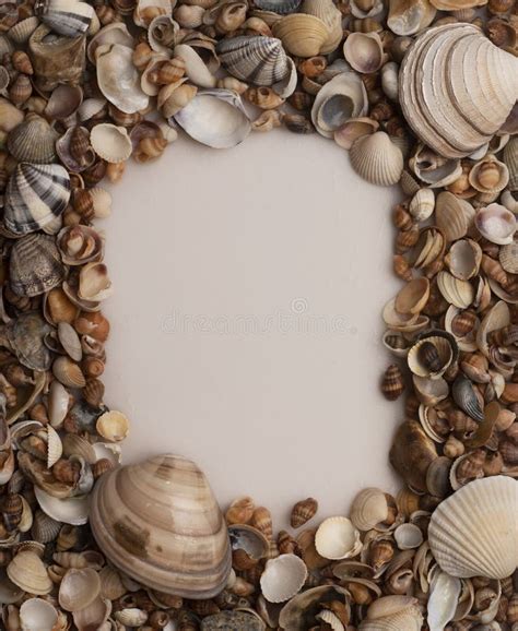 Sea Shells Frame Background Seashells For Wallpaper Colorful Shells