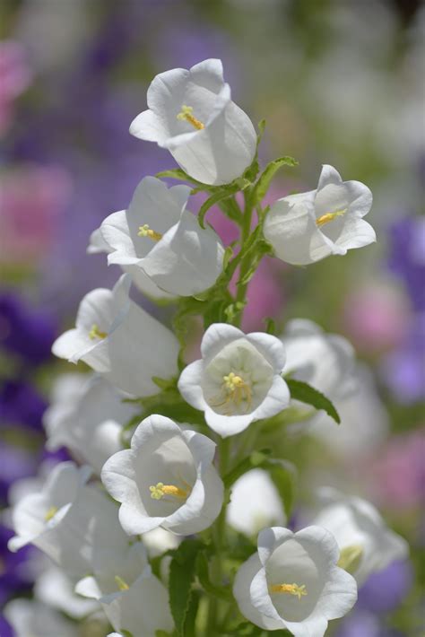 Canterbury Bells Campanula Flowers Beautiful Flowers Pictures White
