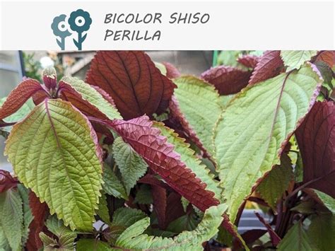 Bicolor Shiso Perilla Hojiso 100 Seeds Perilla Leaf Herb Seeds Non
