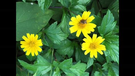 野地的花 Youtube