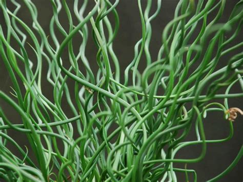 Juncus Effusus Spiralis Plant Pack Diapteron Shop