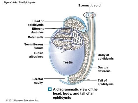 169 Ch 28lecturepresentation