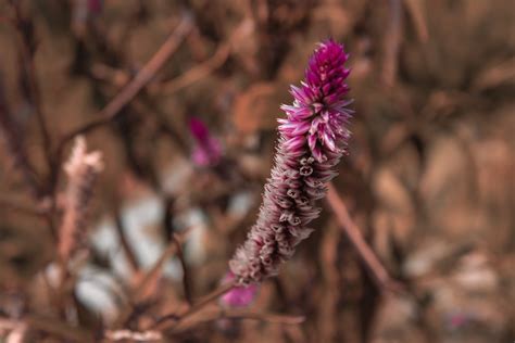 Silver Cocks Comb Flower Plant Free Photo On Pixabay Pixabay