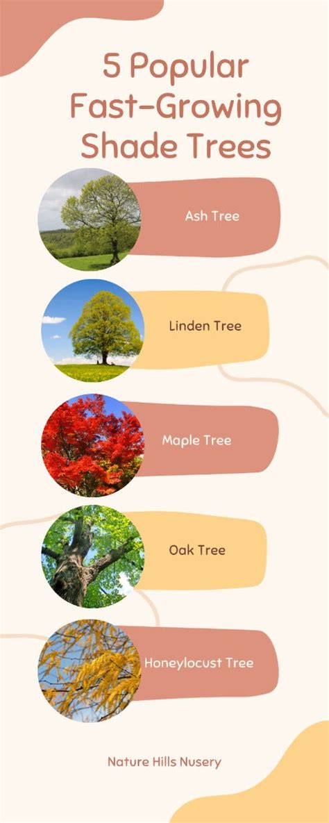 Different Types Of Shade Trees Online Tree Nursery Plant Me Green