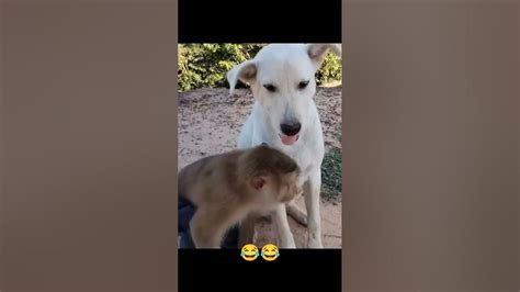 Your Tongue Is Out 🐵 Funny Animals Shorts Youtube