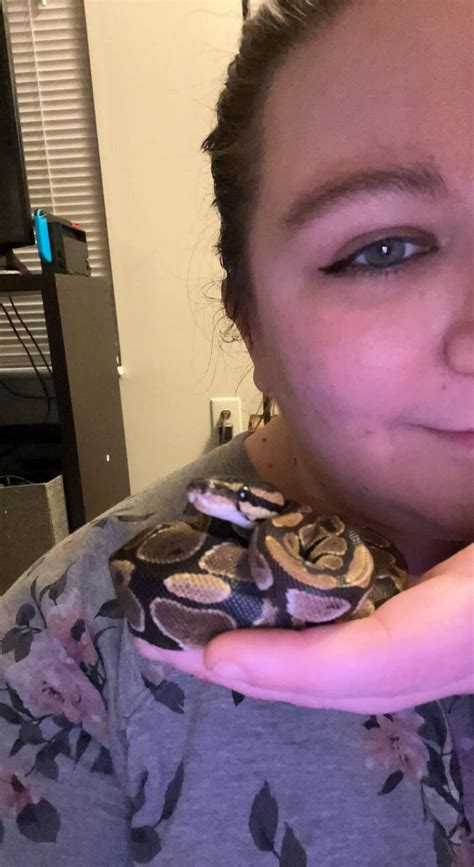 First Time Bp Owner Rballpython