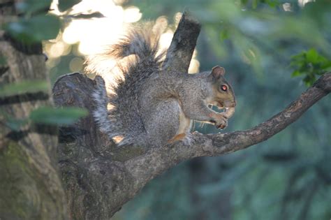 Squirrel Chipmunk Red Eyes Free Photo On Pixabay Pixabay