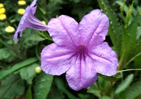 Here S Why Xiaomi Redmi Is A Worth Buy IBTimes India