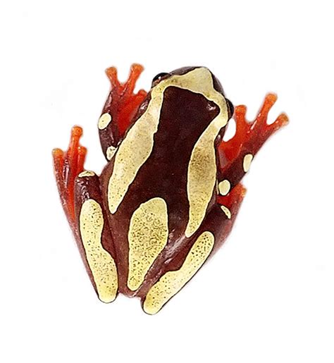 Clown Tree Frog Dendropsophus Leucophyllatus Captive Bred Joshs
