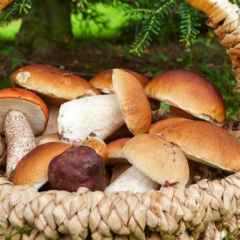 The 8 Best Porcini Mushroom Substitutes Dried And Fresh