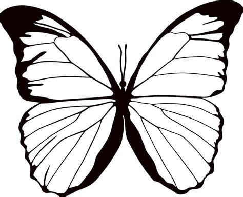 How To Draw A Huge Butterfly
