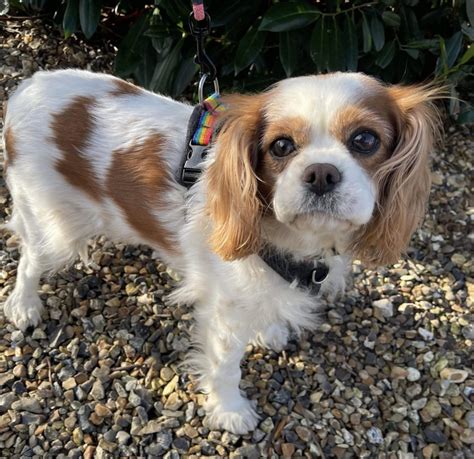 Dolly Adopted Bliss Cavalier Rescue