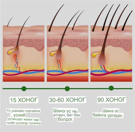 Тахиа Шувууны Хэрэгсэл Added A Тахиа Шувууны Хэрэгсэл