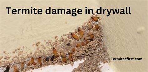 Termite Drywall Damage Identifying And Repairing Expert Guide
