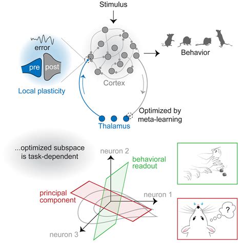 Specific Connectivity Optimizes Learning In Thalamocortical Loops Cell