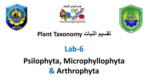Section 6 Plant Taxonomy Psilophyta Microphyllophyta And Arthrophyta