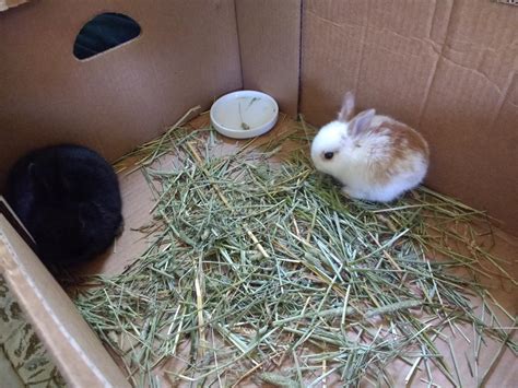 New Bunnies By Arerona On Deviantart