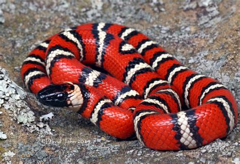 California Mountain Kingsnake Alchetron The Free Social Encyclopedia