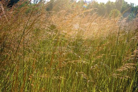 Indian Map On Grass Stock Image Image Of Festival City 122394997