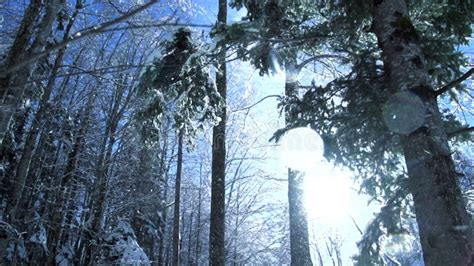Snow Fall Winter Wonderland In Forest Landscape Scenery Stock Footage Video Of Blurred
