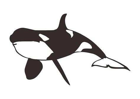 Premium Vector Orca Whale Vector