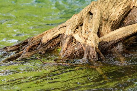 Tree Roots In Water Stock Image Image Of Twisted Trees 373282607