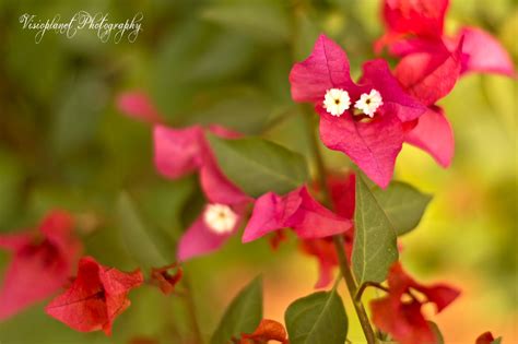 Pink And White Visioplanet Photography