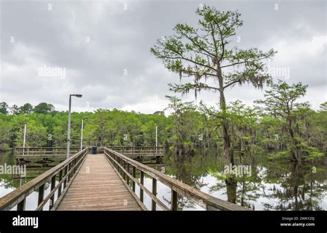 The Caddo Lake State Park In The Piney Woods Ecoregion Of East Texas