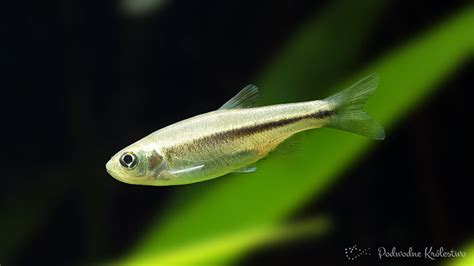 Candidia Barbata Podwodnekrolestwo Pl