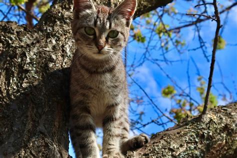 How To Calm Down A Hyper Cat 6 Proven Techniques