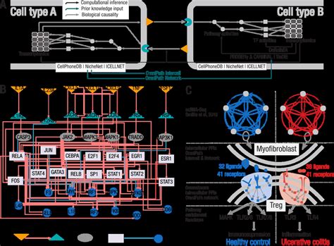 Illustrations Of The Integrated Analysis Of Inter And Intracellular Download Scientific Diagram