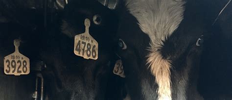 Importing And Exporting Difference Between Import And Export Pediaacom