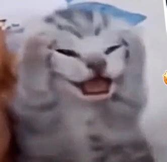 Create Meme Cat Crying Meme The Cat Meows A Meme From Tik Tok Cat