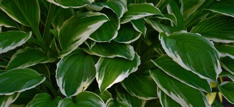 Premium Photo Beautiful Textured Plants Suface