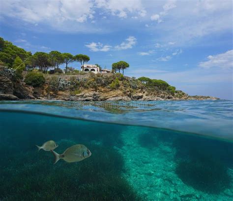 Mediterranean Sea Coastline And Fish With Seagrass Stock Image Image