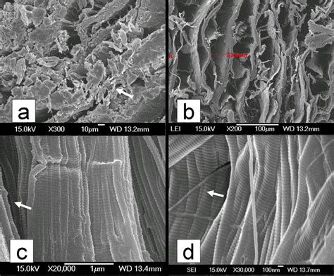 Scanning Electron Microscopy Of Specimens After Decellularization A