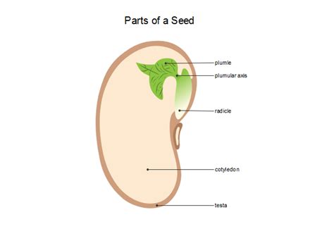 Diagram Of Bean Seed Beans Seed Germination Time Temperature Process Odvwg