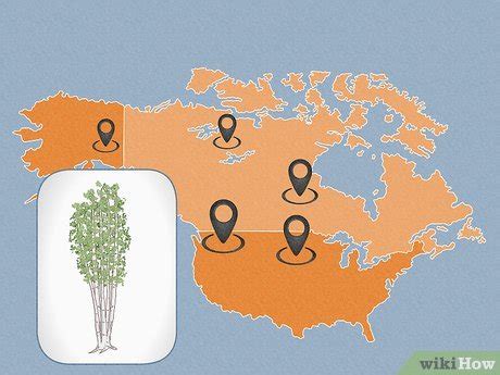 How To Identify Different Species Of Birch Trees 6 Species