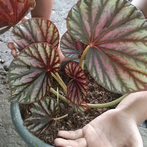 Gresilda Lumocso Youtube