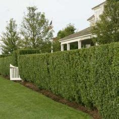 Image Result For Wax Myrtle Privacy Screen Privet Hedge Front Yard
