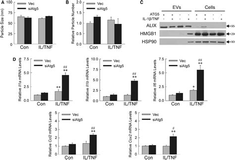 Decreased Hepatocyte Autophagy Leads To Synergistic Il 1β And Tnf Mouse