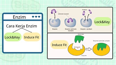 Materi Enzim Katabolisme Dan Anabolisme Pptx
