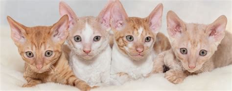 Minskin Caract Ristiques Prix Ducation Et Soins Appropri S