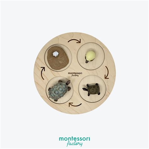 Life Cycle Of A Galapagos Tortoise Montessori Material Educational Toy