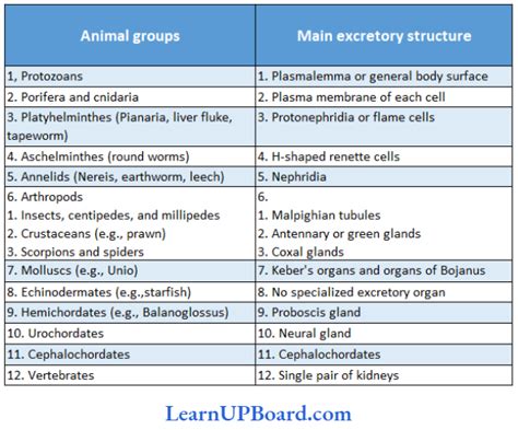 Neet Biology Notes Excretory Products And Their Elimination Learn