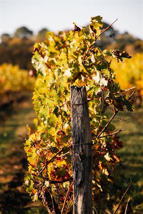 Home Château Darguin